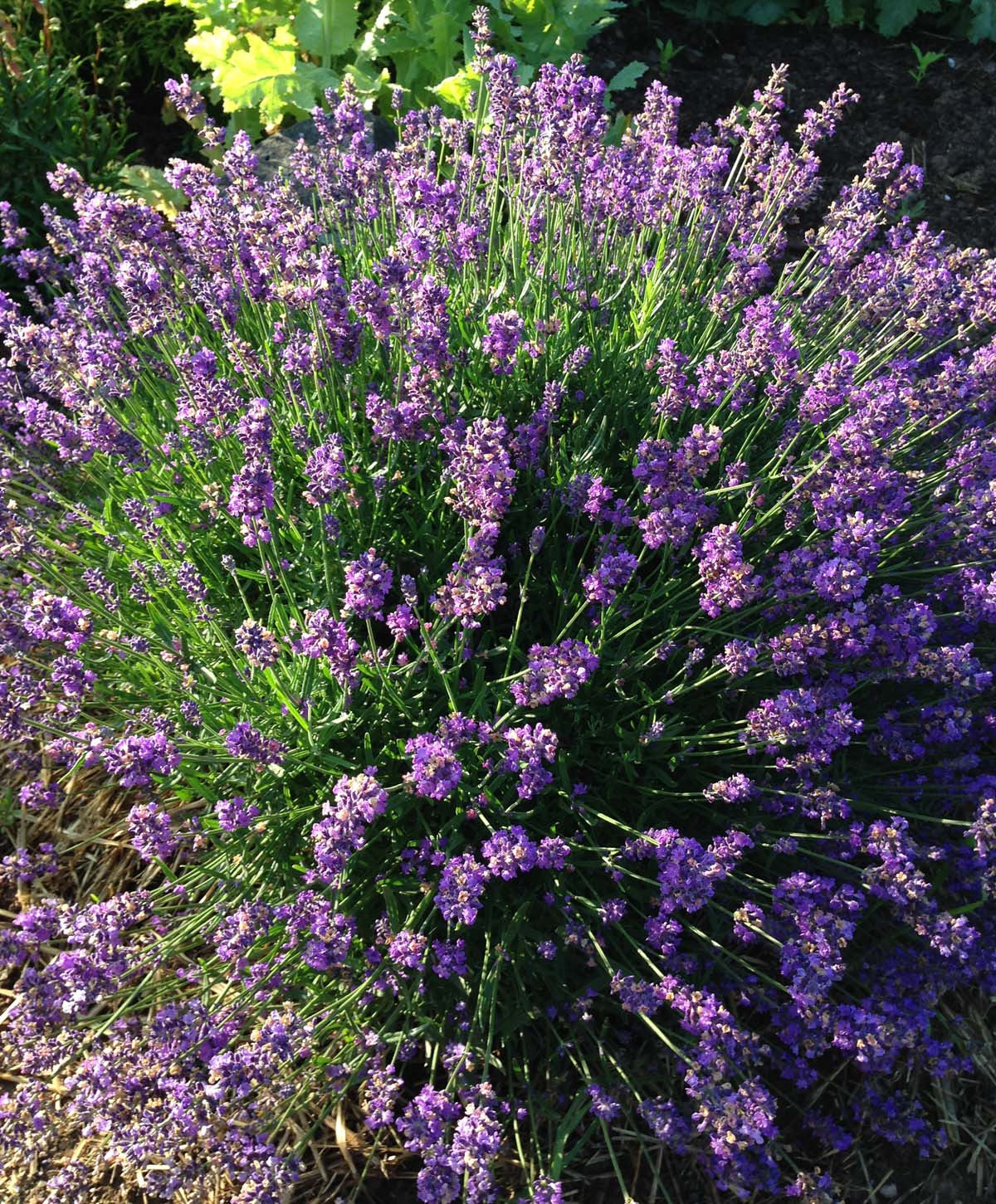 The Herb Garden: Growing Great Lavender – Mountainlily Farm