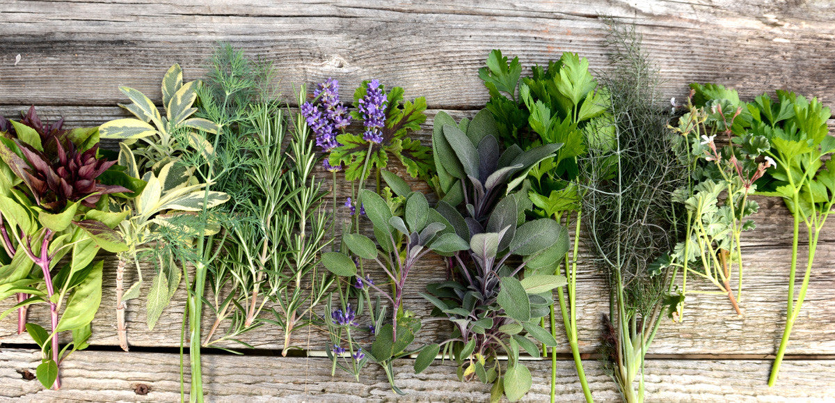 Herb Garden Collection – Mountainlily Farm