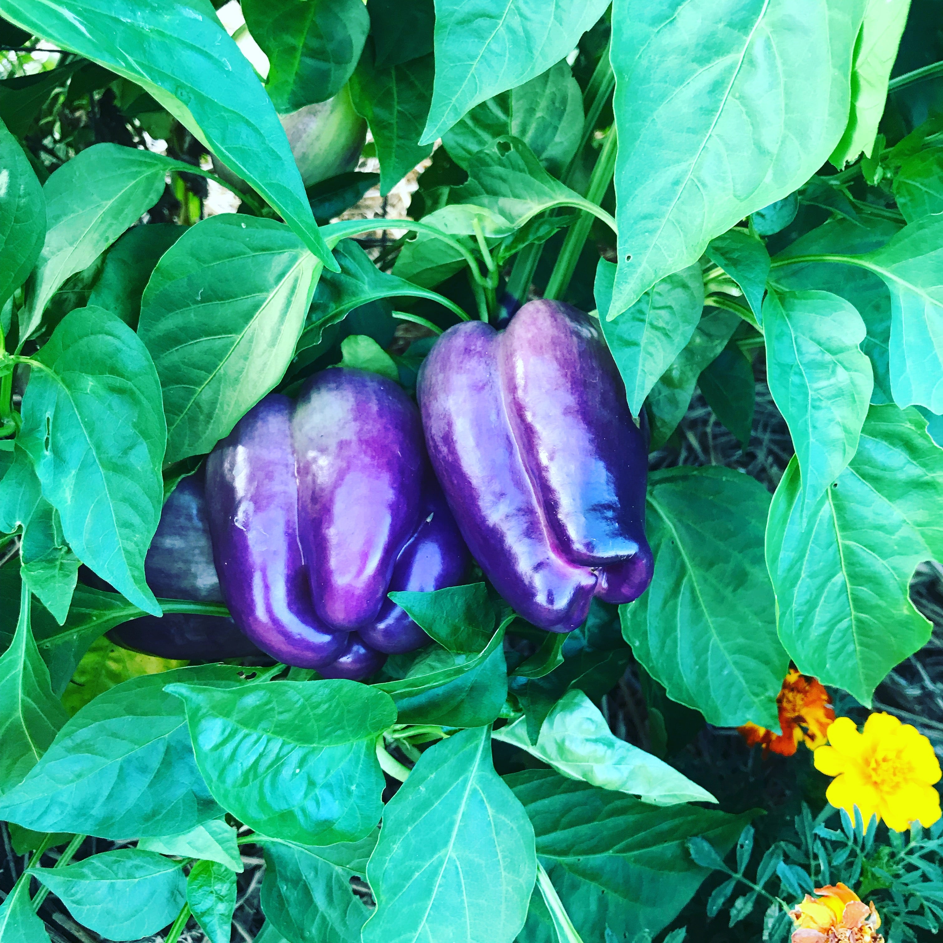 Heirloom Pepper Seeds, Easy to Grow Heirloom Peppers – Mountainlily Farm