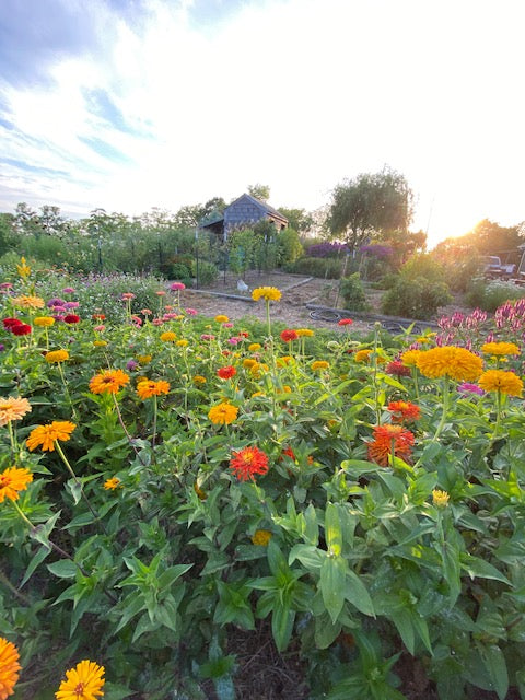 Zinnia Seeds – Mountainlily Farm