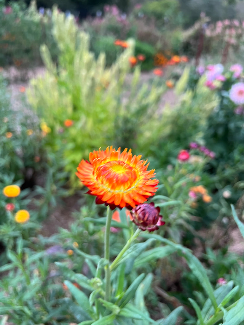 King Size Orange Strawflower Seeds – Mountainlily Farm