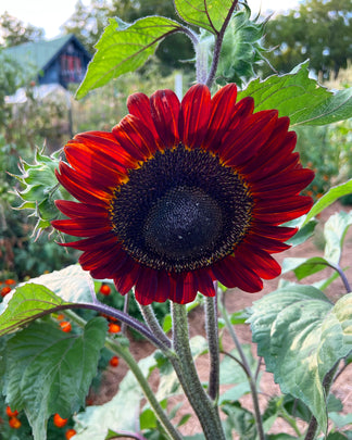 Rouge Royale Sunflower Seeds, Easy to Grow Sunflowers, Great for Polli ...