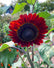 Rouge Royale Sunflower Seeds, Easy to Grow Sunflowers, Great for Polli ...