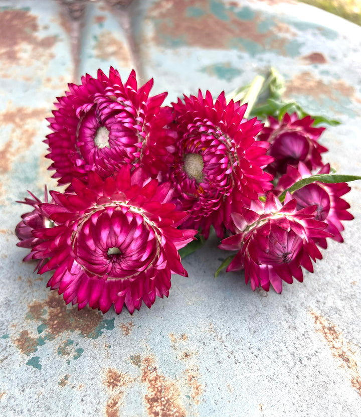 Flower Garden Collection – Page 5 – Mountainlily Farm