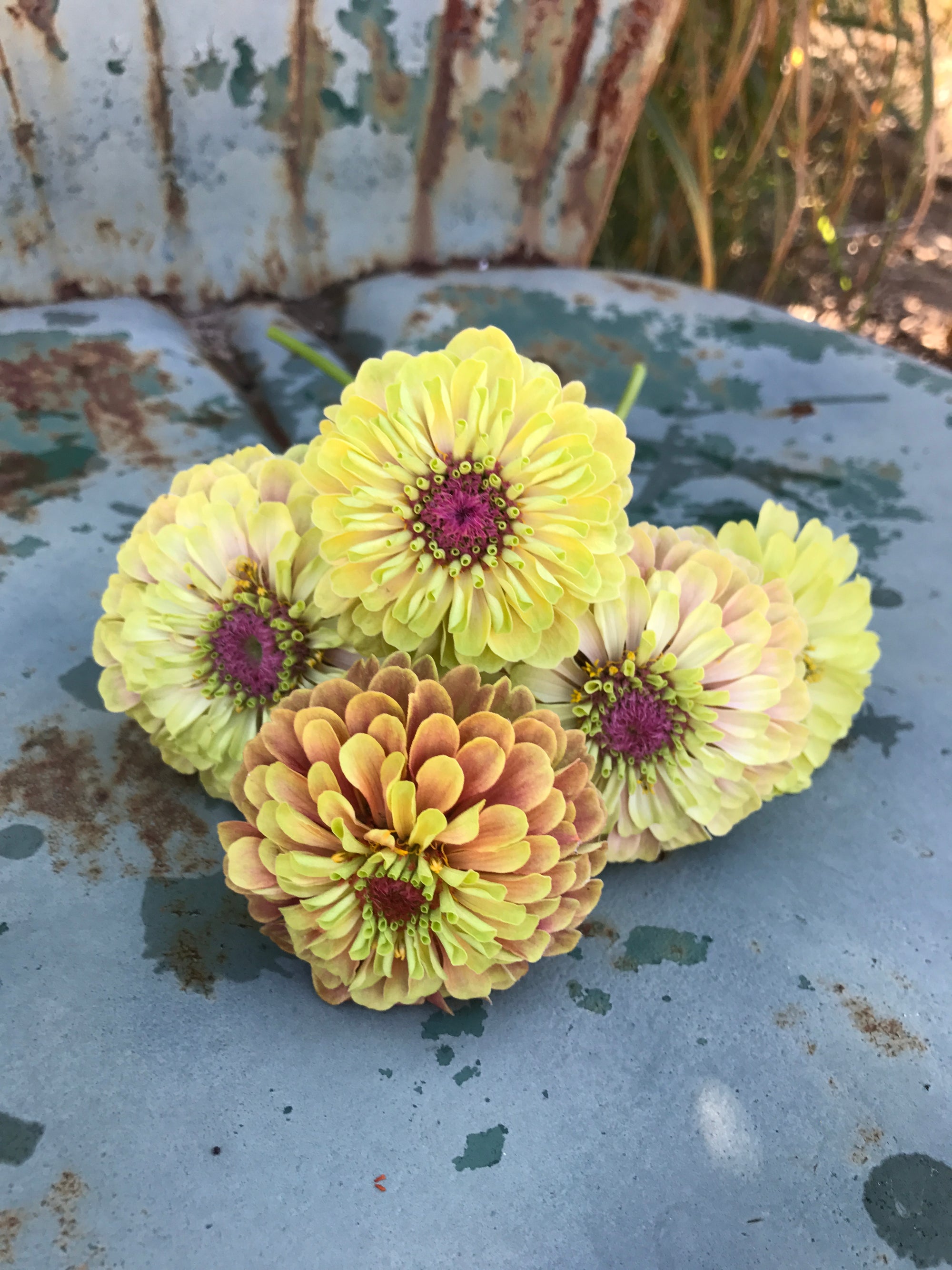 Flower Garden Collection – Mountainlily Farm