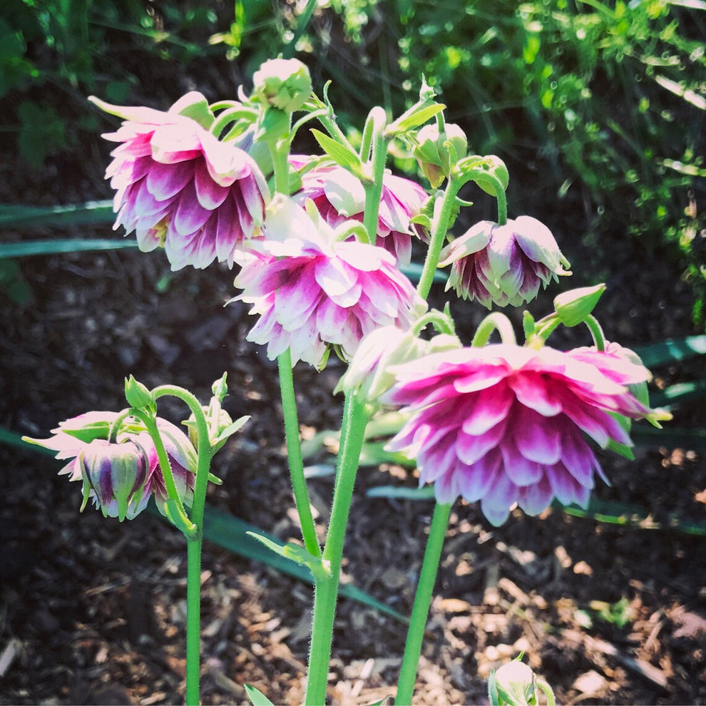 Nora Barlow Pink Columbine Seeds, Pink Petticoat Columbine for Shade G ...