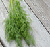 Dukat Dill Seeds, Anethum graveolens, Herb Garden Favorite ...