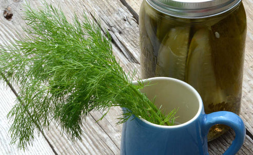 Dukat Dill Seeds, Anethum graveolens, Herb Garden Favorite ...
