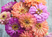 Pastel Mix Zinnia Seeds, Mountainlily Farm Pastel Zinnia Mix