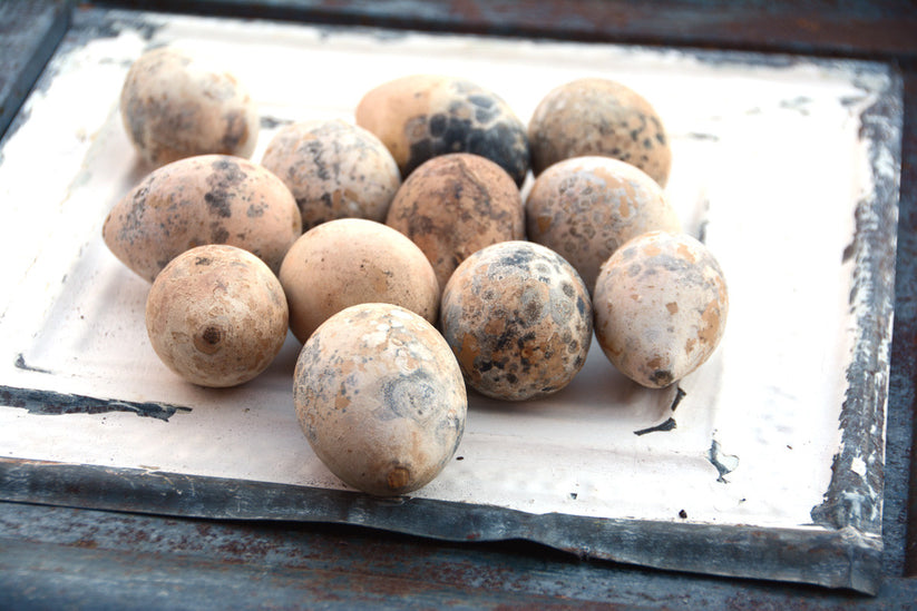 Nest Egg Gourd Seeds or Bird Egg Gourd Seeds, Great Craft Gourds ...