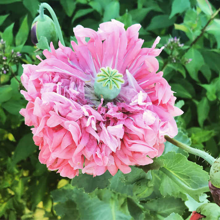 Double Pink Peony Poppy Seeds, Pink Flowering Double Poppy ...