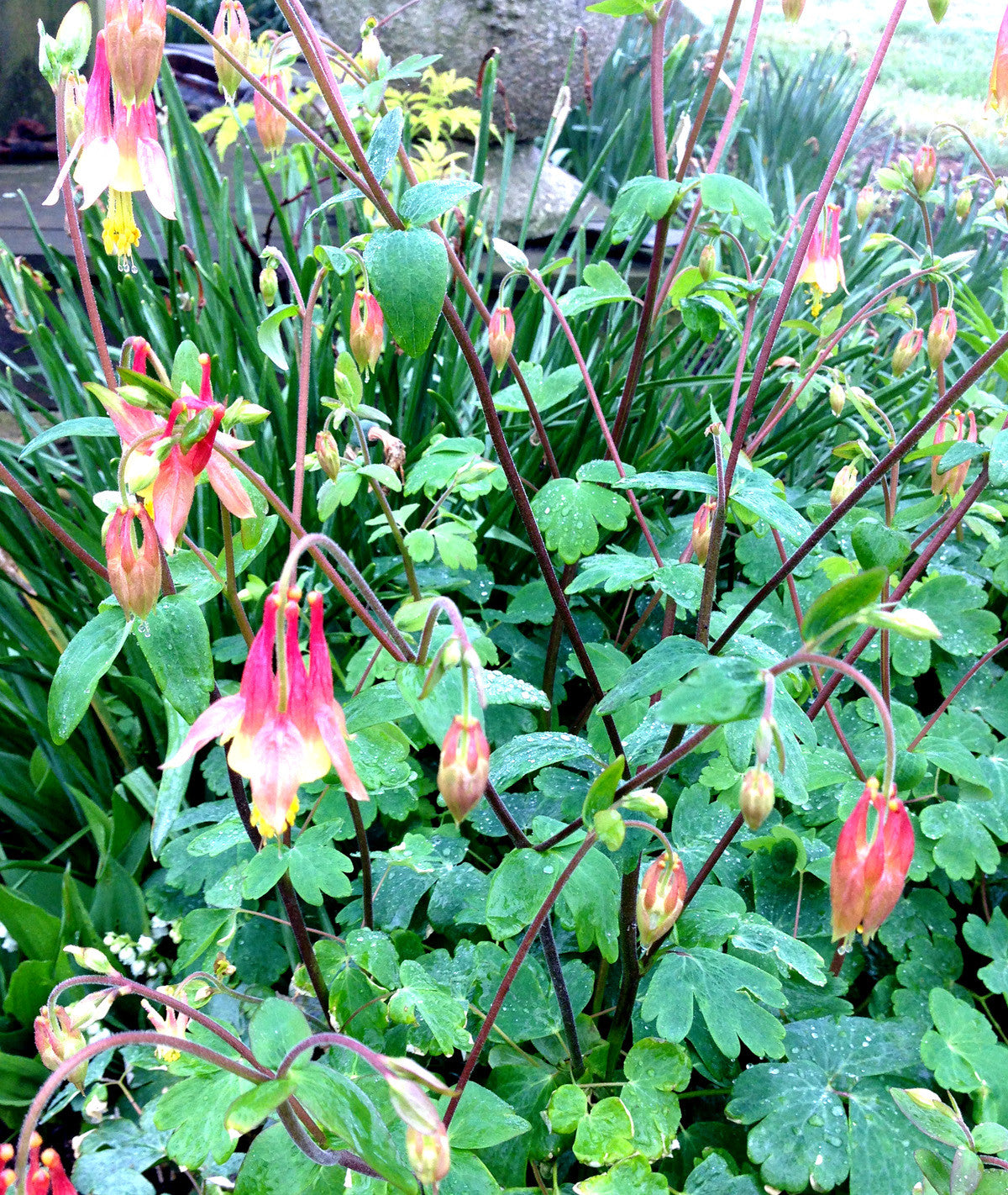 Eastern Columbine Aquilegia canadensis American Columbine Seeds Red Fl ...