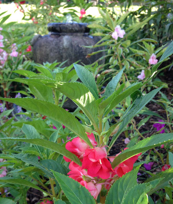 Balsam Seeds, Impatiens balsamina, Heirloom Touch me Not Seeds, Mixed ...