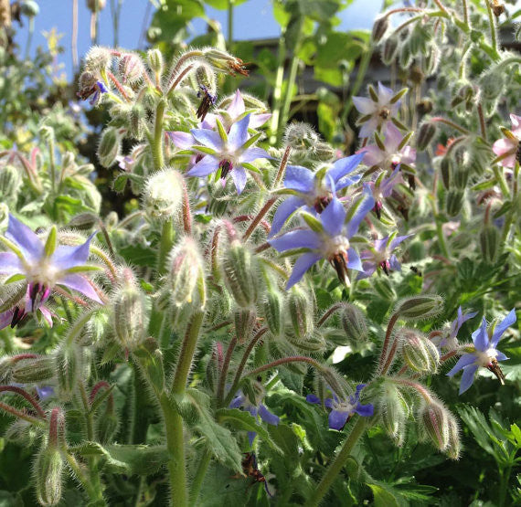 Borage Seeds, Borago officinalis, Herb Garden Favorite – Mountainlily Farm