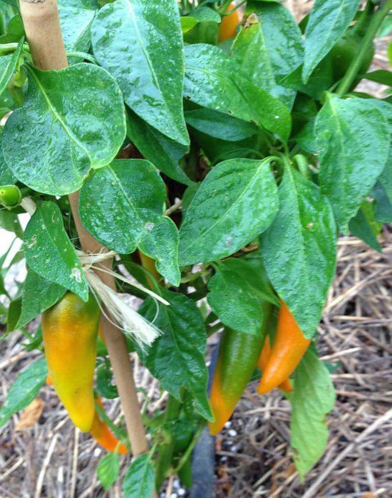 Bulgarian Carrot Pepper Seeds, Heirloom Shipka Peppers- Great for Smal ...