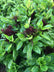 Cardinal Basil Seeds, Thai Basil- Great for the Herb Garden ...