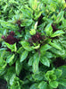Cardinal Basil Seeds, Thai Basil- Great for the Herb Garden ...