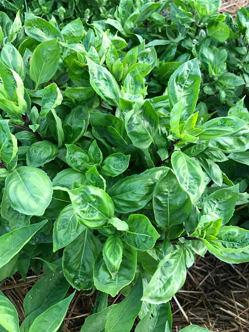 Cardinal Basil Seeds, Thai Basil- Great for the Herb Garden ...
