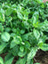 Cardinal Basil Seeds, Thai Basil- Great for the Herb Garden ...