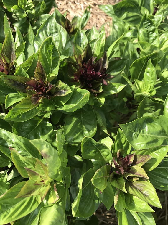 Cardinal Basil Seeds, Thai Basil- Great for the Herb Garden ...