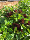 Cardinal Basil Seeds, Thai Basil- Great for the Herb Garden ...