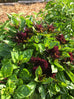Cardinal Basil Seeds, Thai Basil- Great for the Herb Garden ...