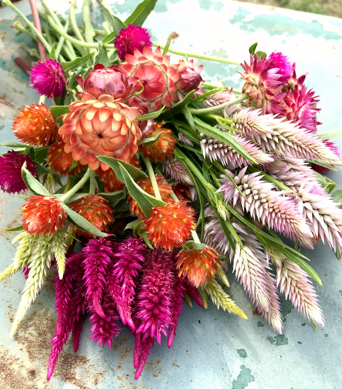 Strawflower Seed, Helichrysum Mixed Peach and Apricot Shades ...