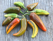 Fish Pepper Seeds, Heirloom Fish Peppers, Hot Ornamental Pepper Seeds ...