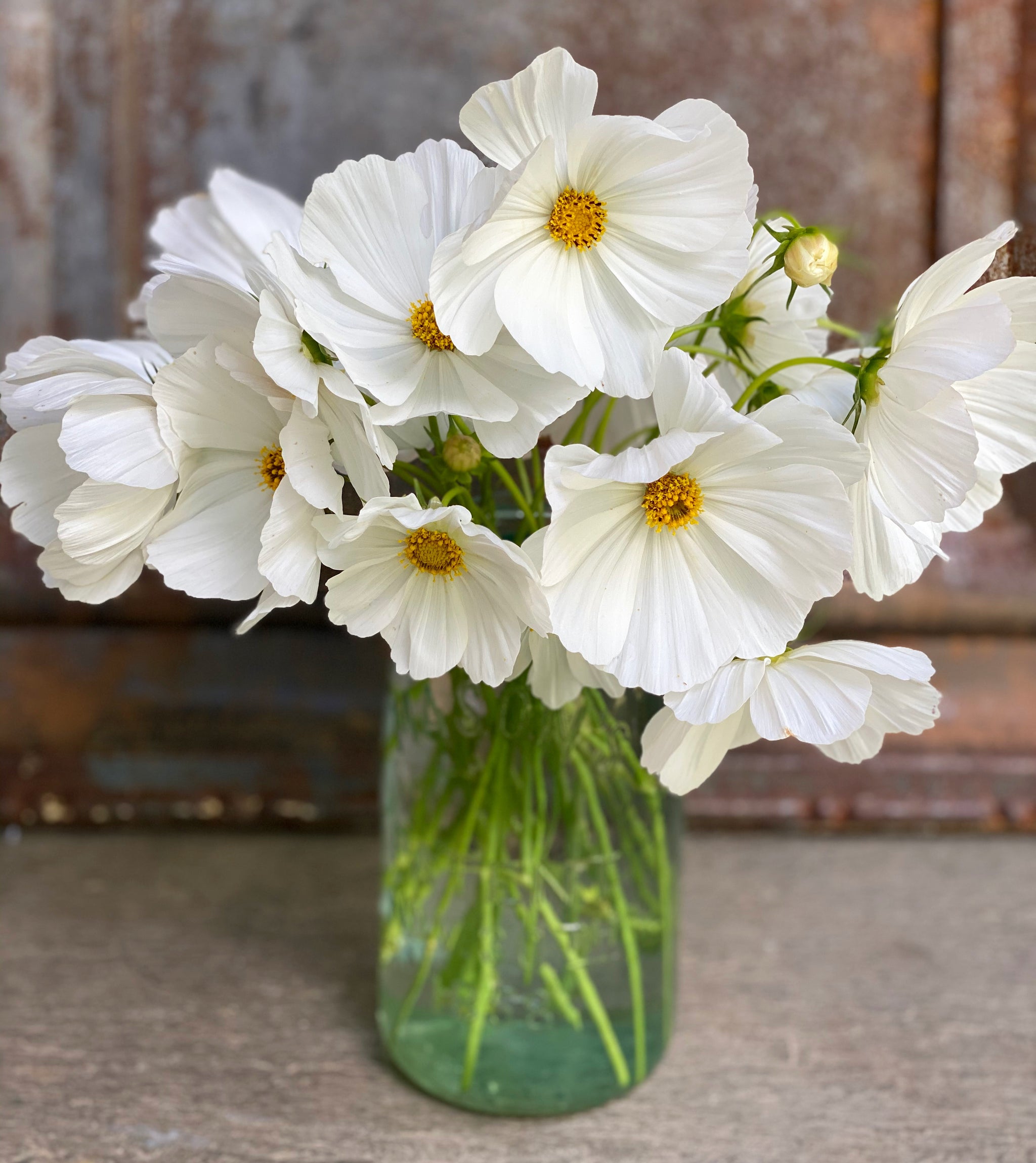 Afternoon White Cosmos Seeds, Single White Flowered Cosmos- Great for ...