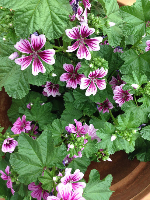 Malva sylvestris, Zebrina Zebra Mallow, Old Fashioned Cottage Garden H ...