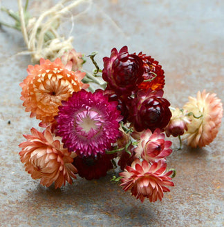 Mixed Strawflower Seeds, Helichrysum braceatum Mixed Colors, Great for ...