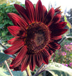 Rouge Royale Sunflower Seeds, Easy to Grow Sunflowers, Great for Polli ...
