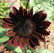 Rouge Royale Sunflower Seeds, Easy to Grow Sunflowers, Great for Polli ...