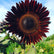 Rouge Royale Sunflower Seeds, Easy to Grow Sunflowers, Great for Polli ...