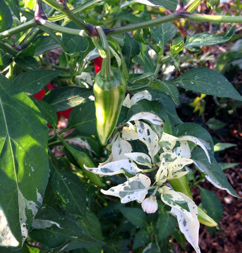 Fish Pepper Seeds, Heirloom Fish Peppers, Hot Ornamental Pepper Seeds ...