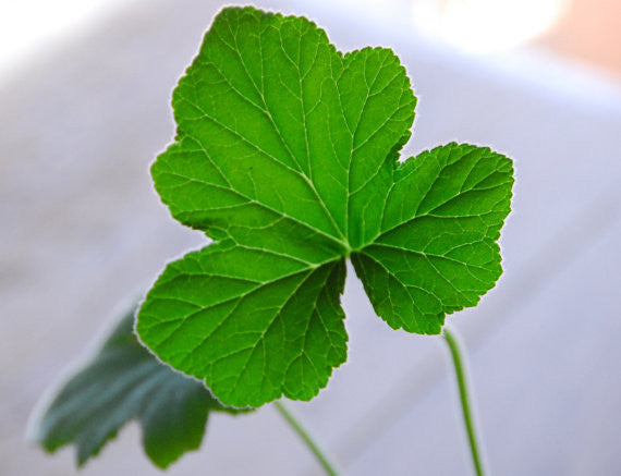 Peppermint Scented Geranium Fragrant Pelargonium tomentosum ...