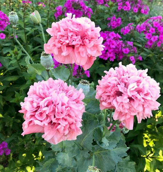 Peony Poppy Seeds, Mixed Colors of Peony Poppies, Easy Annual Breadbox ...