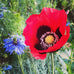 Poppy Seed Collection, 4 Varieties of Poppies, Breadbox Poppy Seed Mix ...