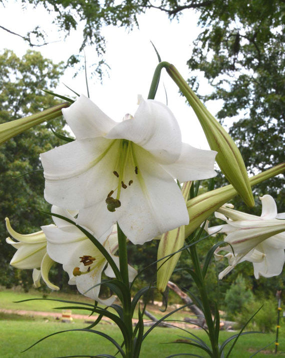 Formosa Lily Seeds, Lilium formosanum Tall White Garden Lily Great for ...