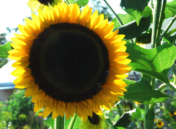 Taiyo Sunflower Seeds, Japanese Heirloom Sunflower – Mountainlily Farm